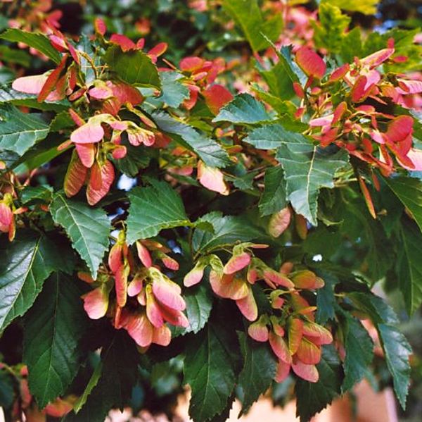 Acer ginnala | Acer - javor |Zahradnictví Franc