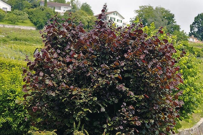 Corylus maxima Purpurea | Listnaté dřeviny |Zahradnictví Franc