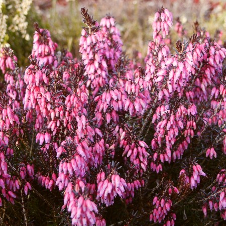 Erica carnea Vivellii | Rhododendrony a další vřesovištní |Zahradnictví ...