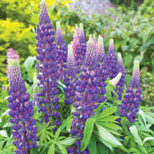 Lupinus polyphyllus Legendary Blue Shades | Trvalky |Zahradnictví Franc