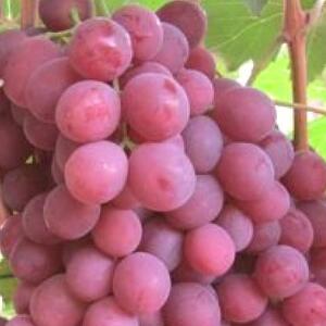 Vitis vinifera Reliance | Vitis - vinná réva |Zahradnictví Franc
