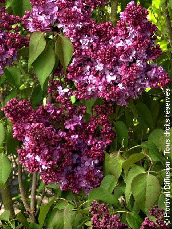 Syringa vulgaris Prince Wolkonsky | Listnaté dřeviny |Zahradnictví Franc